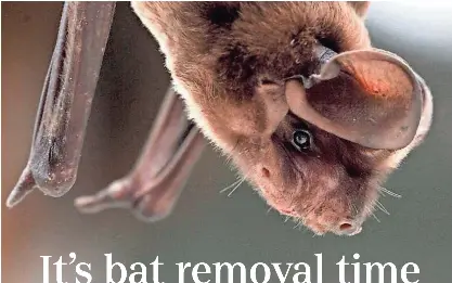 It’s bat removal time - PressReader