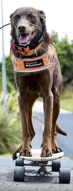 Search dogs Jeffrey, Red boast actionpack­ed CVs - PressReader