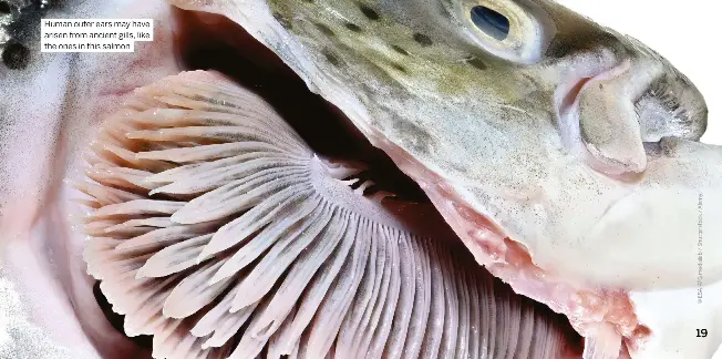 ANIMALS Did our outer ears come from ancient fish gills? - PressReader
