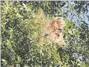 Fall webworms able to be noticed but not harmful to trees - PressReader