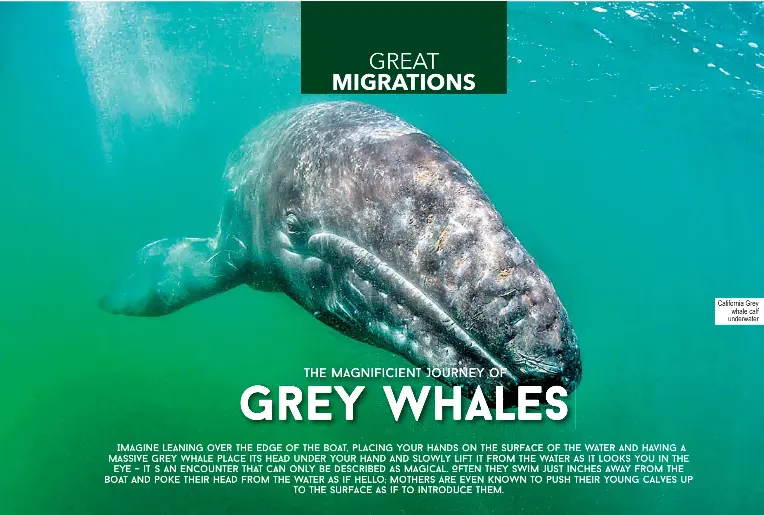 Grey Whales - PressReader