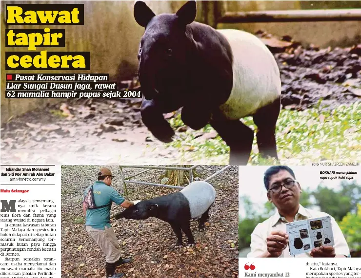 Rawat tapir cedera - PressReader