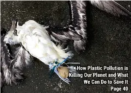 How Plastic Pollution is Killing Our Planet and What We Can Do to Save It - PressReader