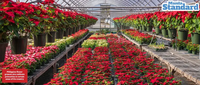 Unwrapping the secrets of poinsettia care - PressReader