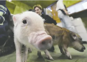 COFFEE SHOP GOES HOG WILD - PressReader