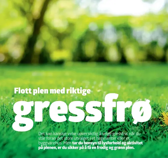 Flott plen med riktige gressfrø - PressReader