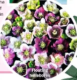 Cut Blooms - PressReader