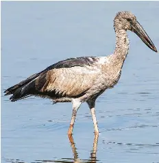 Birdwatche­rs turn citizen scientists to help track avian visitors ...