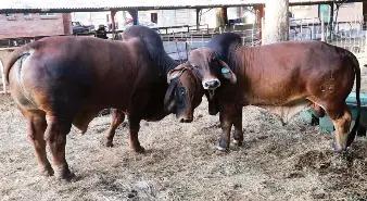 ZITF roars to life - PressReader