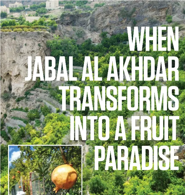 WHEN JABAL AL AKHDAR TRANSFORMS INTO A FRUIT PARADISE - PressReader