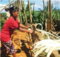 Big abaca project in Or. Mindoro - PressReader