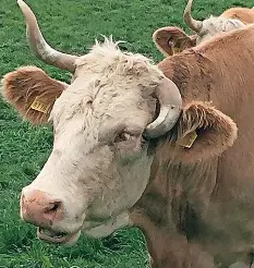 Quälerei: Bauer liess Hörner in den Kopf der Kuh wachsen - PressReader