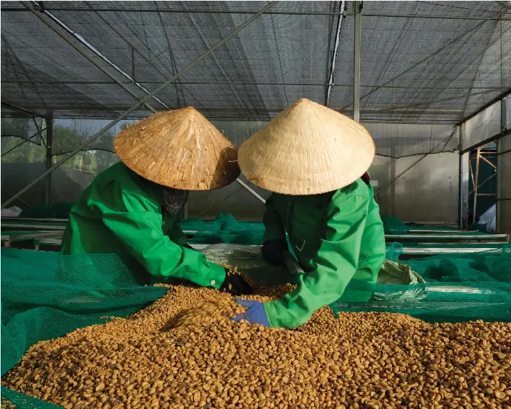 Nytt kaffe i koppen i Vietnam - PressReader