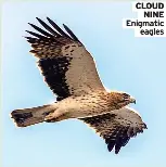 Booted eagles eyed in UK skies - PressReader
