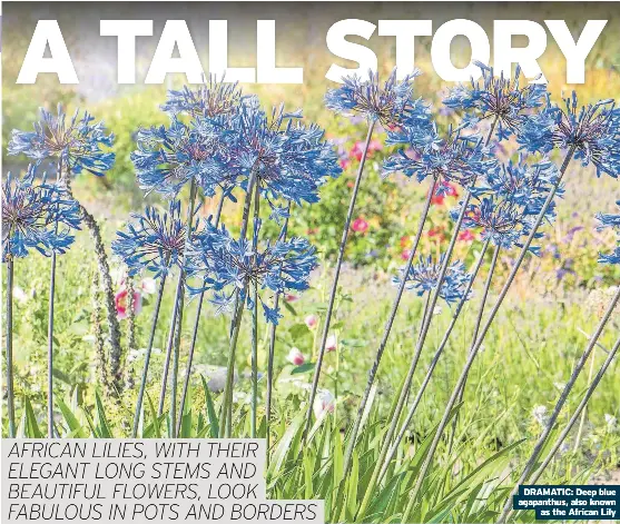 A TALL STORY - PressReader