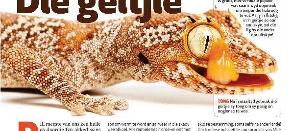 Geitjies hou jou huis skoon - PressReader