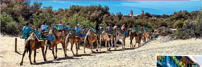 Catch four Canaries ...with just one cruise - PressReader