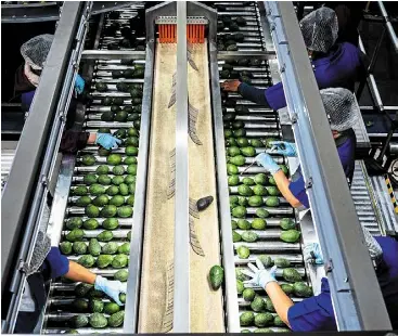 Avocado appetite devours Mexico’s forests - PressReader