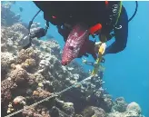 National Wildlife Center launches field survey to study coral reefs in Red Sea - PressReader