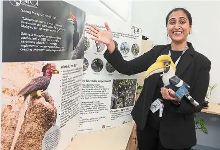 Protecting Malaysian hornbills - PressReader