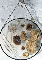 Make your own pressed botanicals - PressReader