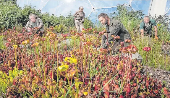 Blaze of colour at Eden Project after wet spring - PressReader