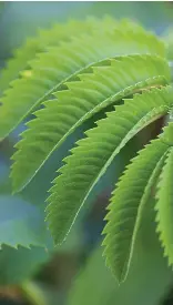 November plants - PressReader