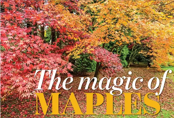 The magic of MAPLES - PressReader
