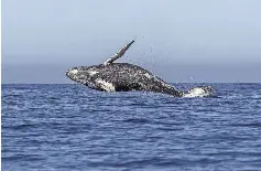 Clearing a way for the whales - PressReader