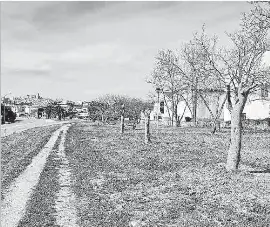 Una nueva vida para los árboles de Es Ramal en la entrada del pueblo ...