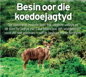 Besin oor die koedoejagt­yd - PressReader