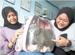 Outdoor exposure vital for cats’ well-being, says vet - PressReader