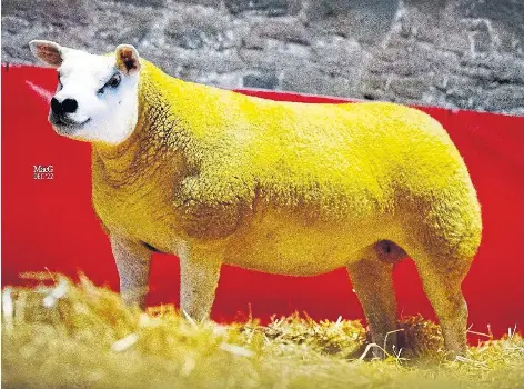 Knap Texel flock among top prices - PressReader