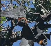 Keep encounters with flying foxes fleeting - PressReader