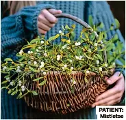 DIY festive foliage that’s a real snip - PressReader