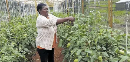 ADAPT Jamaica aims to future-proof farming in the face of climate change - PressReader