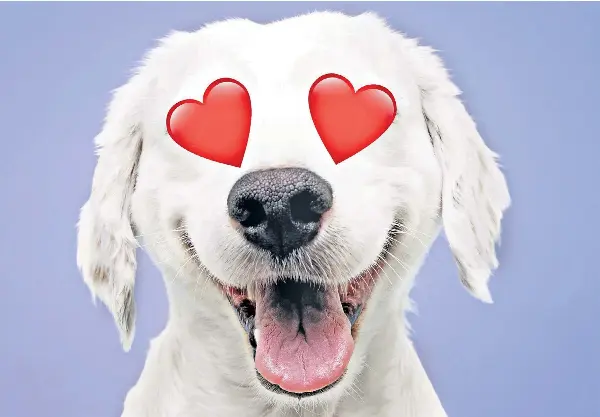Does your dog really love you? - PressReader