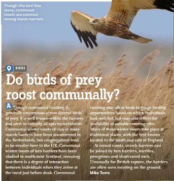 Do birds of prey roost communally? - PressReader