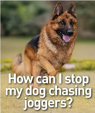 How can I stop my dog chasing joggers? - PressReader