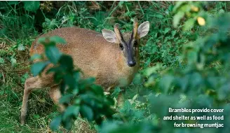 Muntjac hiding in brambles - PressReader