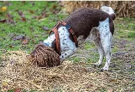 What a truffle kerfuffle! - PressReader