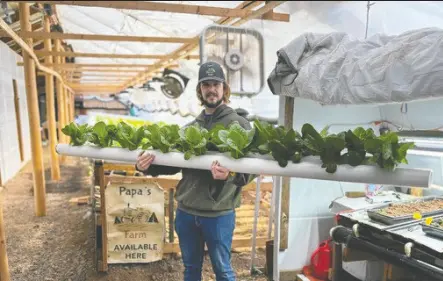 Hydroponic­s farmer says tariffs make improving food security essential ...