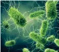 Bacterial infections the ‘second leading cause of death worldwide’ - PressReader