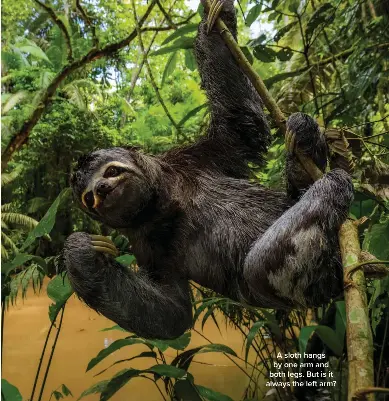 Sloths in new study are stronger on their left side - PressReader