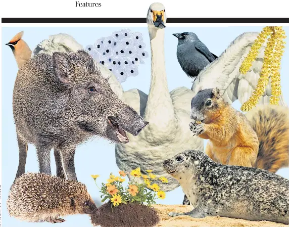 How well do you know your winter wildlife? Try our quiz - PressReader