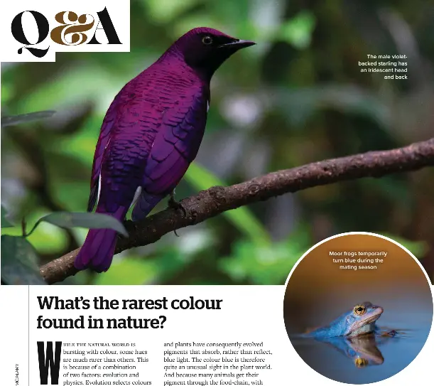What’s the rarest colour found in nature? - PressReader