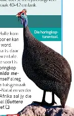 DIE TARENTAAL - PressReader