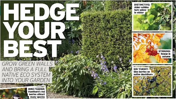 HEDGE YOUR BEST GROW GREEN WALLS AND BRING A FULL NATIVE ECO SYSTEM INTO YOUR GARDEN - PressReader