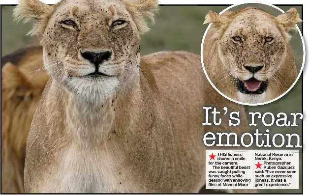 It’s roar emotion - PressReader