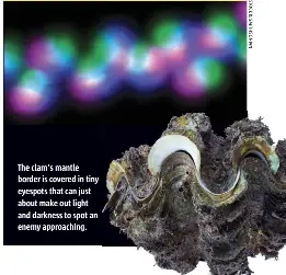 Giant clam uses multiple ‘eyespots’ - PressReader